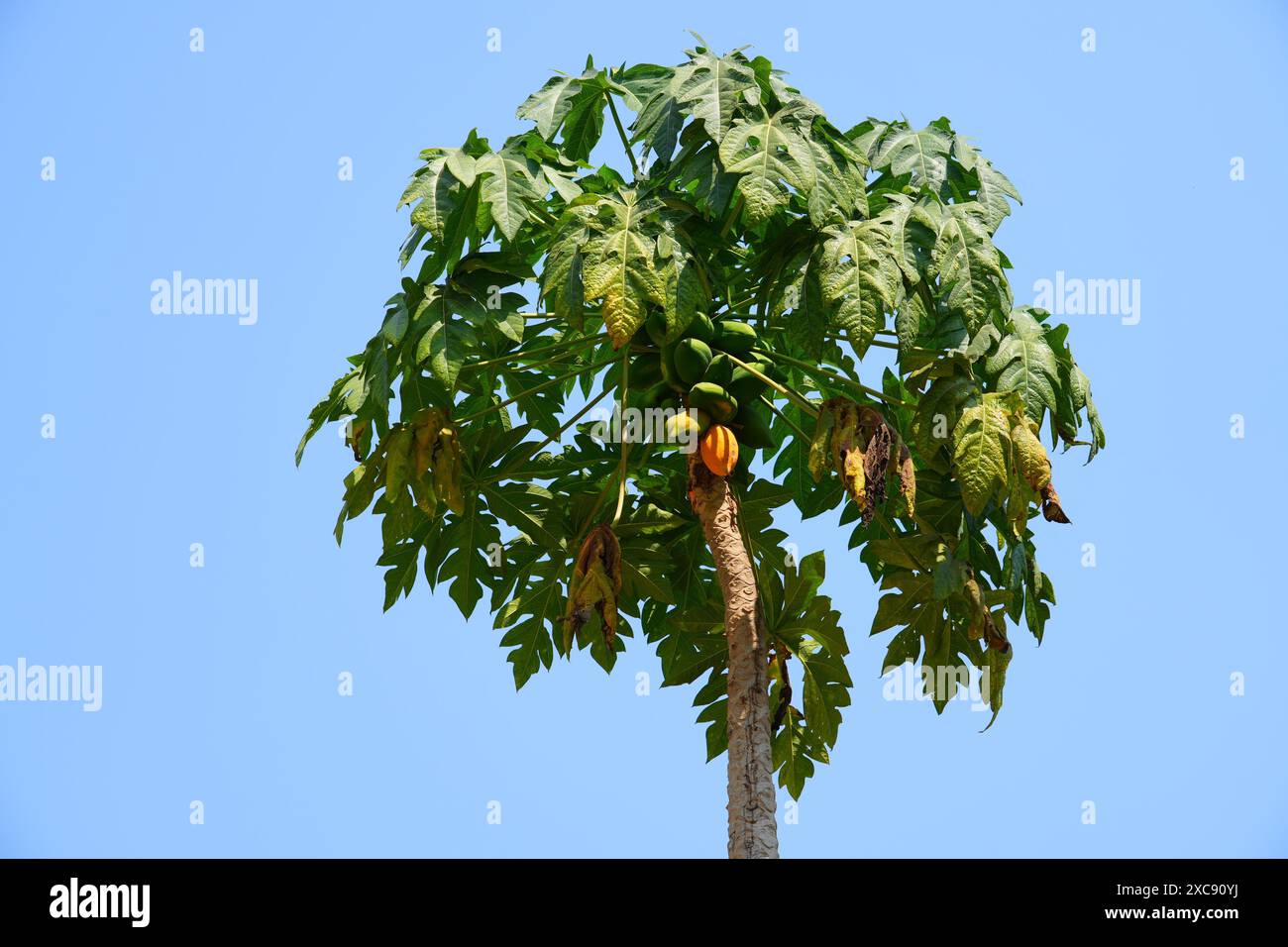 Papaya tree in the Huay Pu Keng long-neck Kayan village in the Mae Hong ...