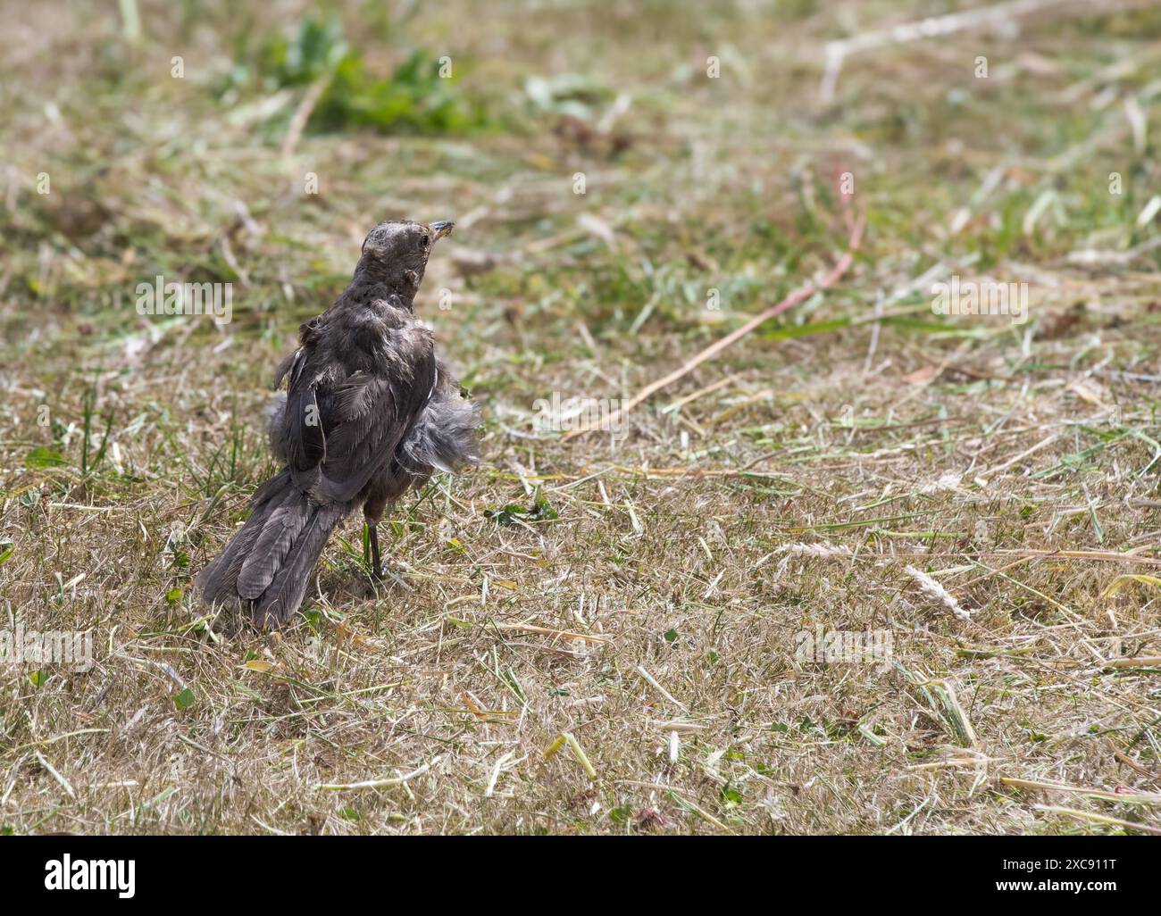Moulting Black bird in summer molt molting Stock Photo - Alamy
