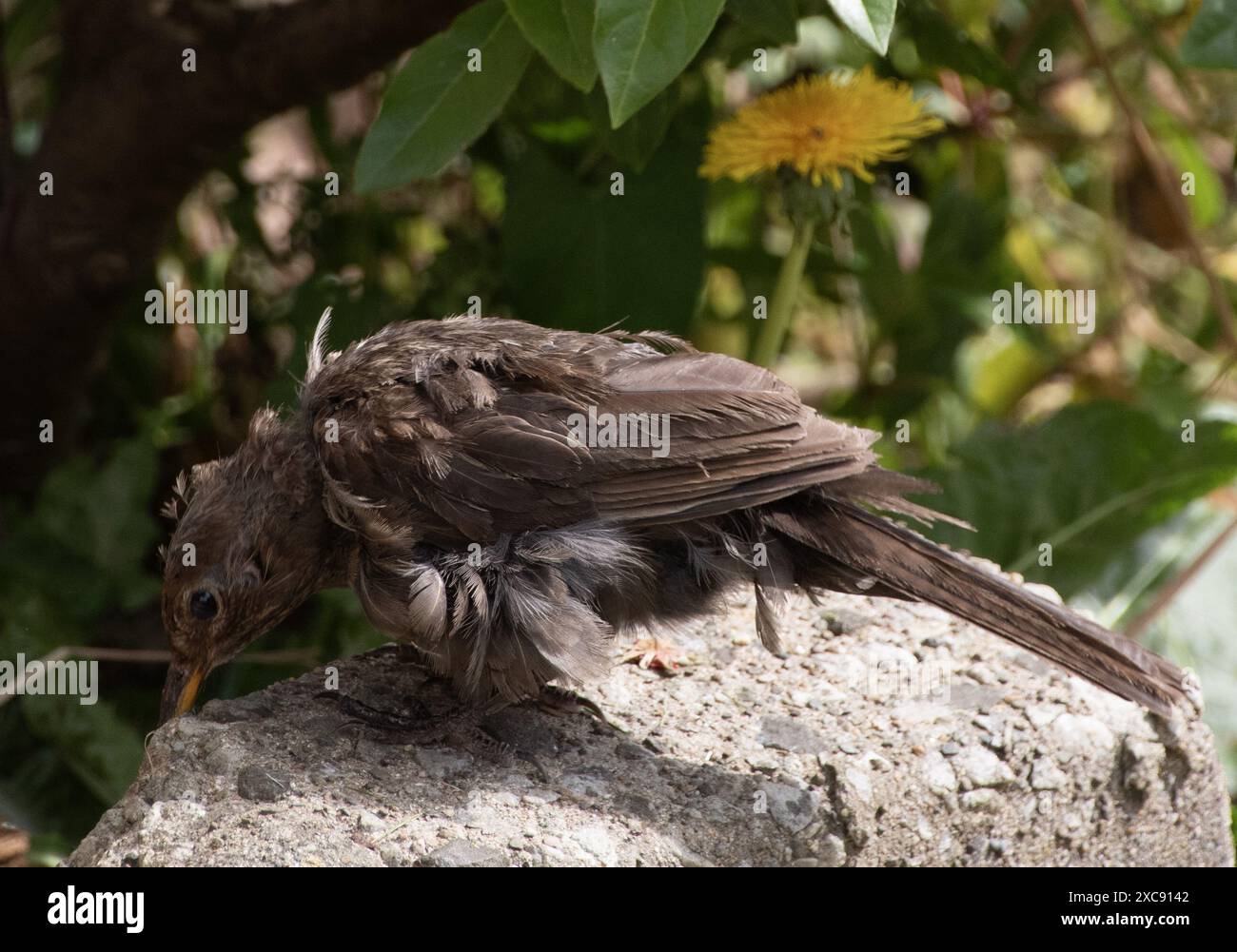 Moulting Black bird in summer molt molting Stock Photo - Alamy