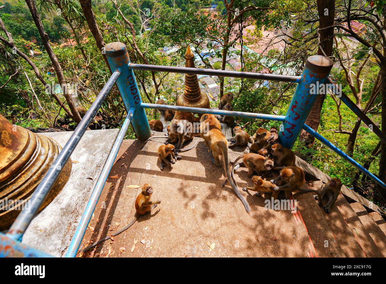 Group of wild monkeys in the stairs climbing up to the hilltop pagoda ...