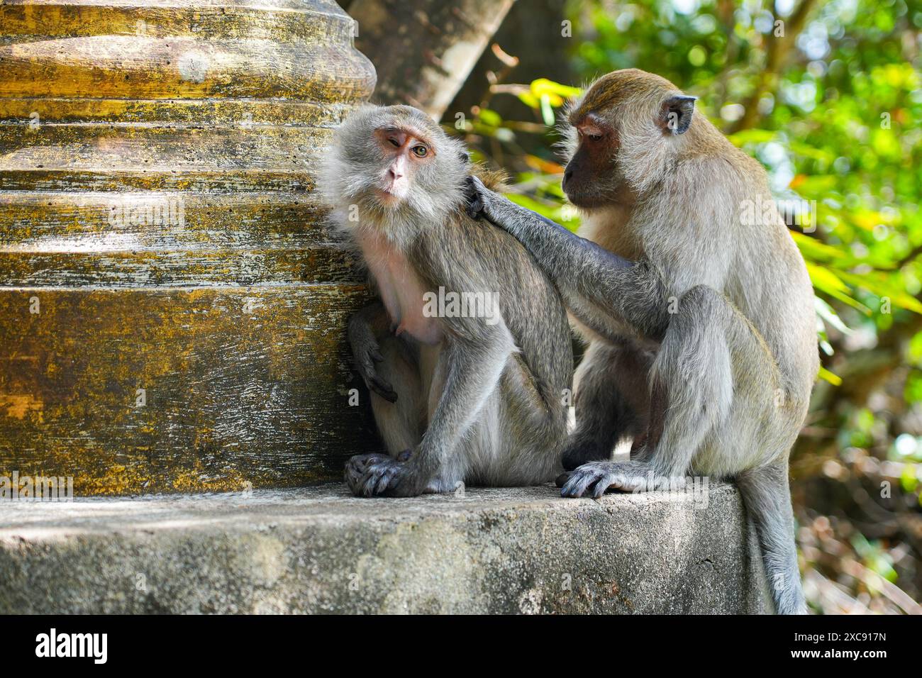 Wild monkey in front of a stupa of the Wat Tham Suea, the Tiger Cave ...