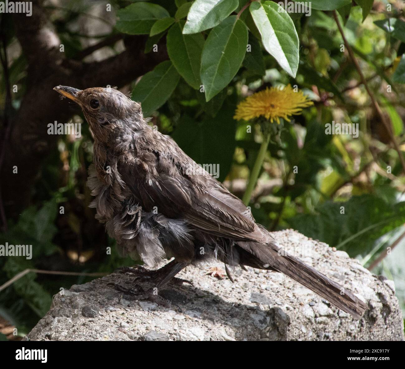 Moulting Black bird in summer molt molting Stock Photo - Alamy