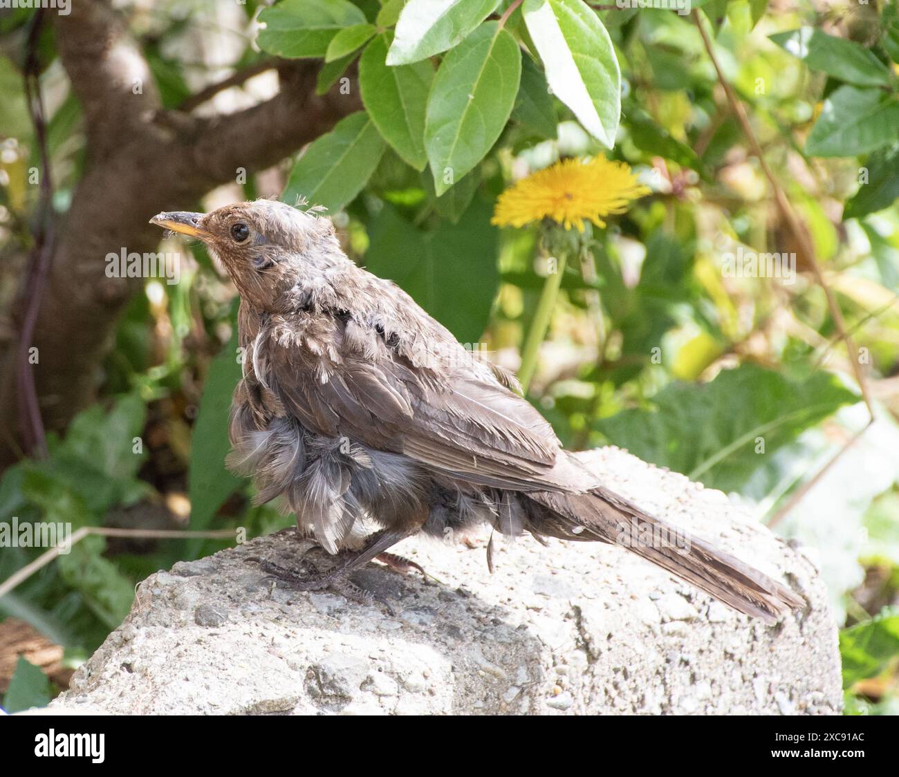 Moulting Black bird in summer molt molting Stock Photo - Alamy