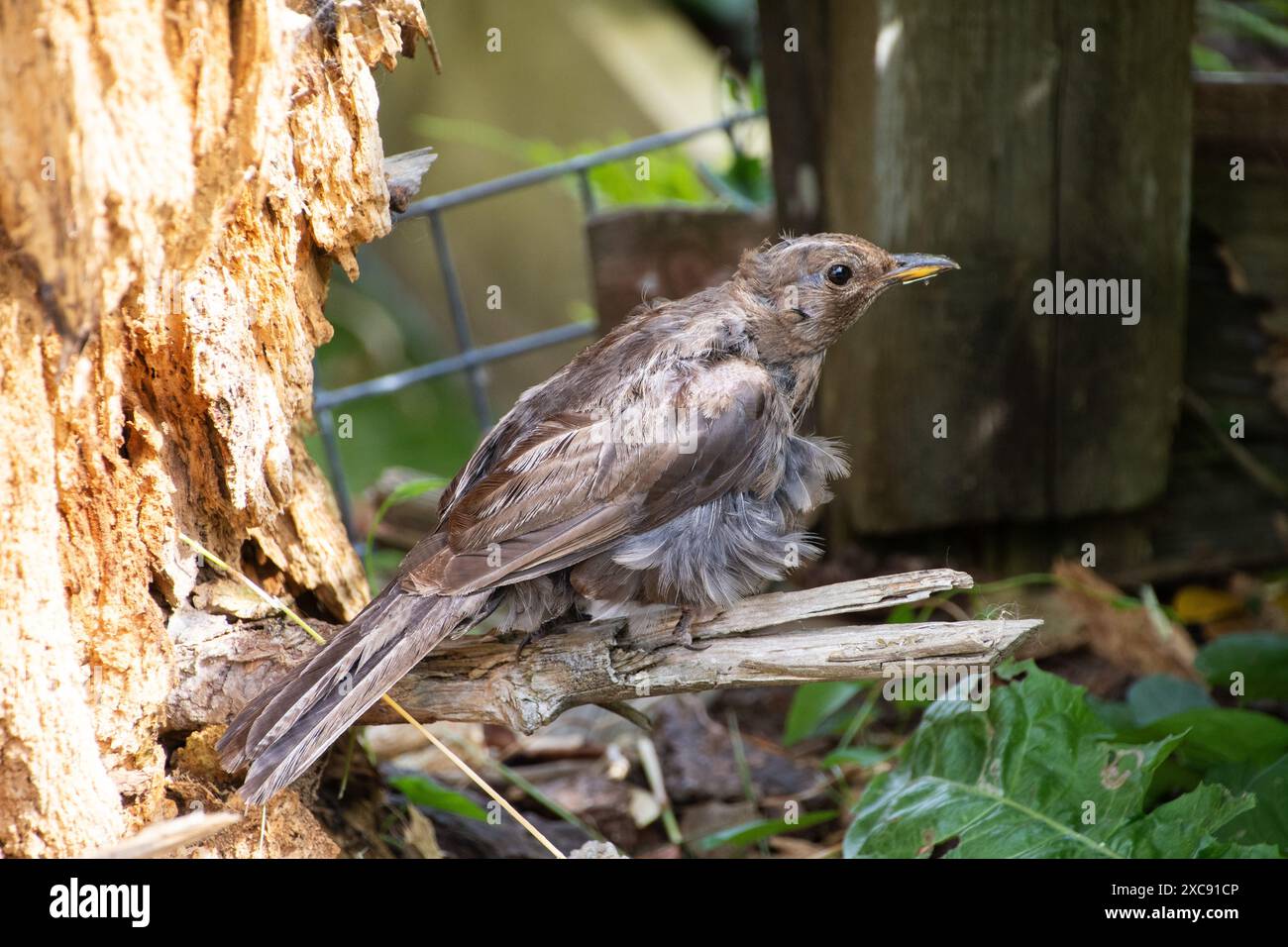 Molting behavior hi-res stock photography and images - Alamy