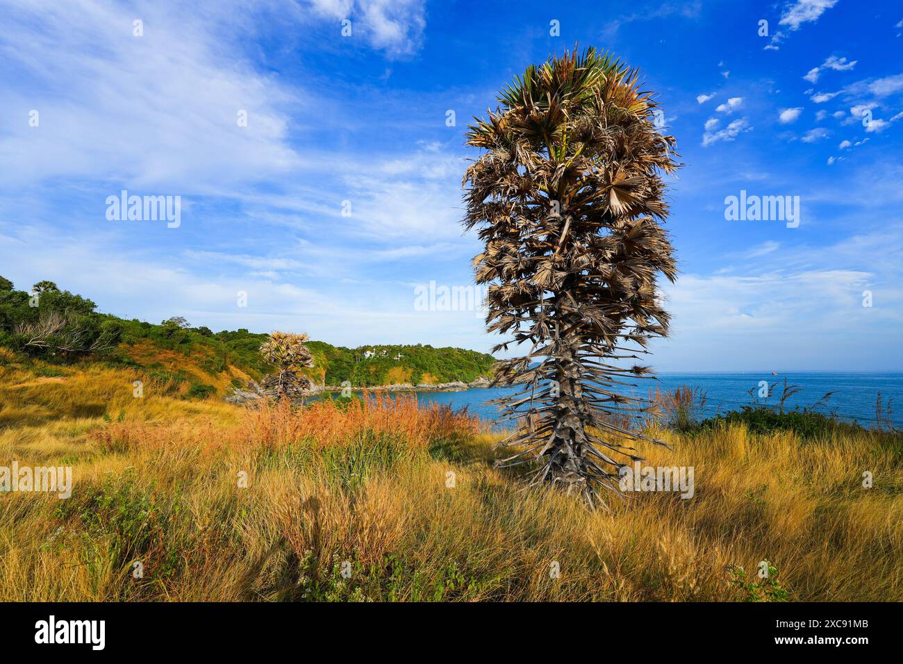 Dry palm tree on Promthep Cape, the southernmost point of Phuket island ...