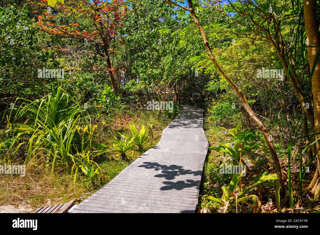 Wooden walkway through the jungle leading to Maya Bay, a place made ...