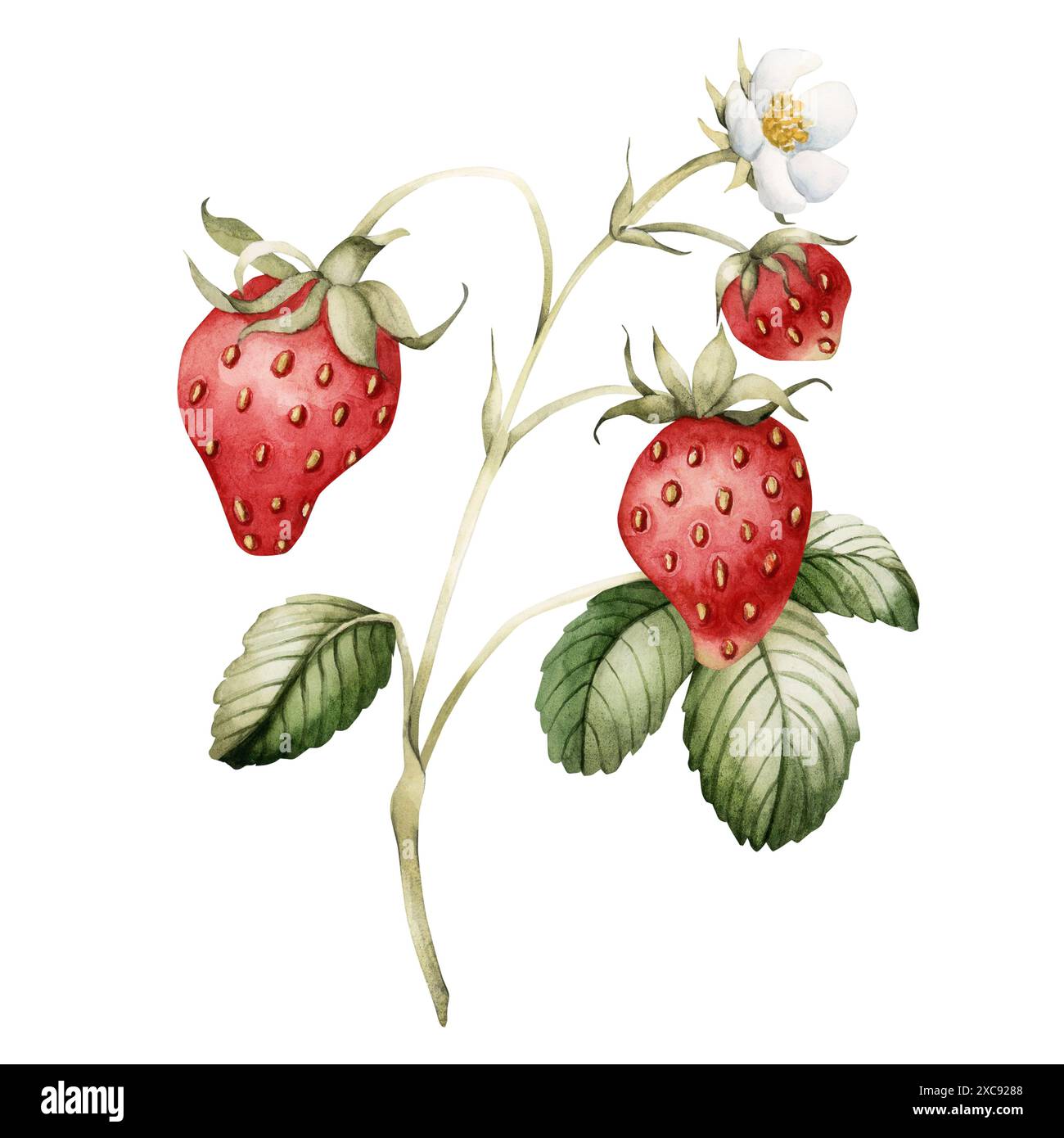 Strawberry branch with berries, flowers and leaves, watercolor isolated ...