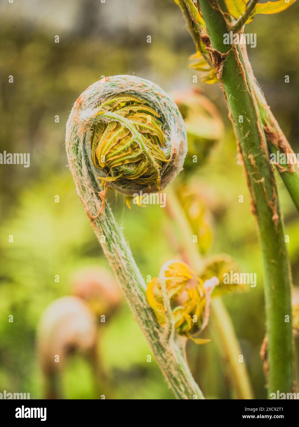 Unfurling foliage hi-res stock photography and images - Alamy