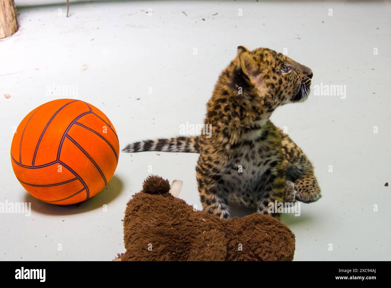 North Chinese leopard cub, its scientific name is Panthera pardus ...