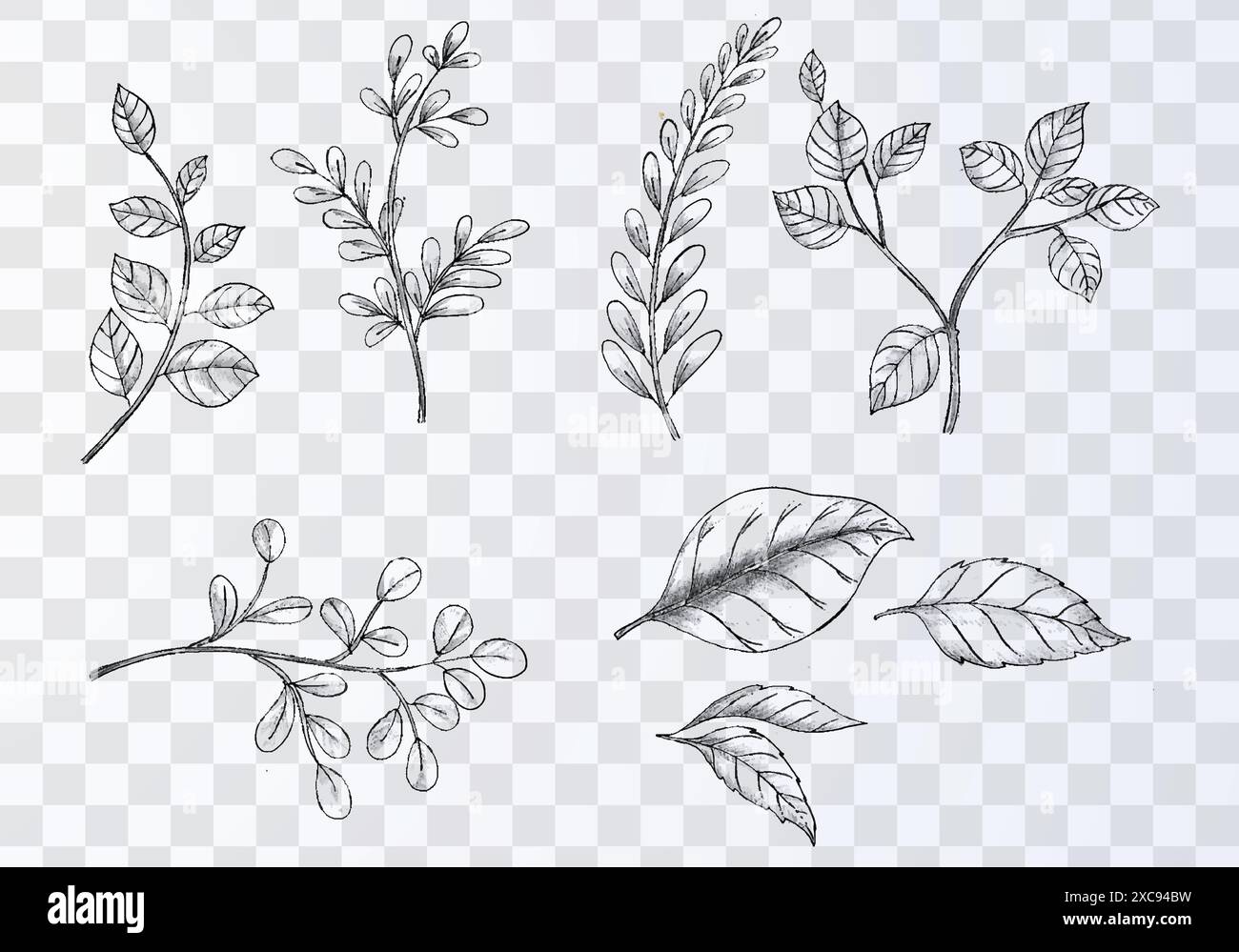 Set of various hand draw sketch leaves on transparent background Stock ...