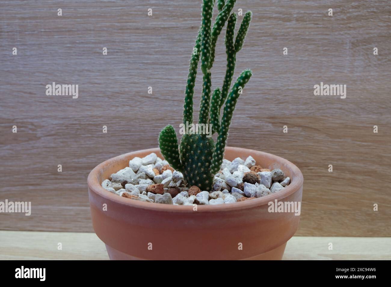 Plant, indoor Plant Cactaceae,Opuntia, prickly pear cactus, Polka Dots ...
