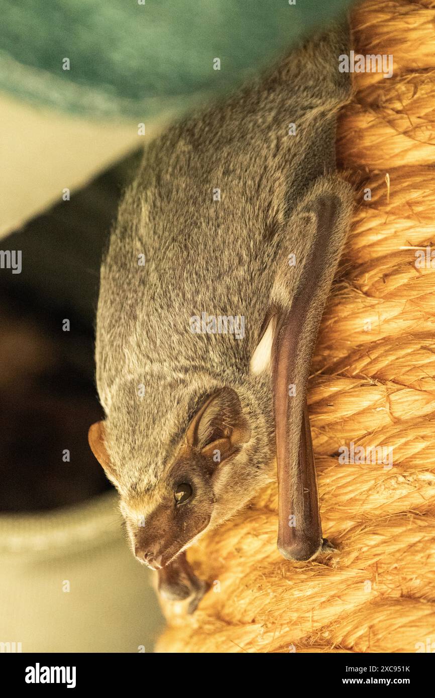 Widely distributed in tropical Africa and some Indian Ocean Islands ...