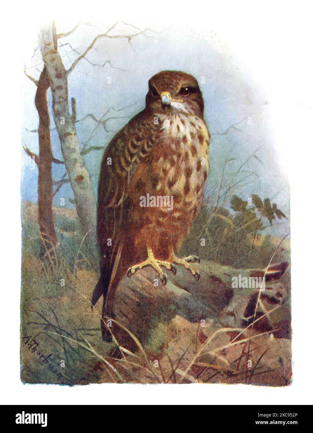 Buzzard bird 19th century colour illustration Stock Photo - Alamy