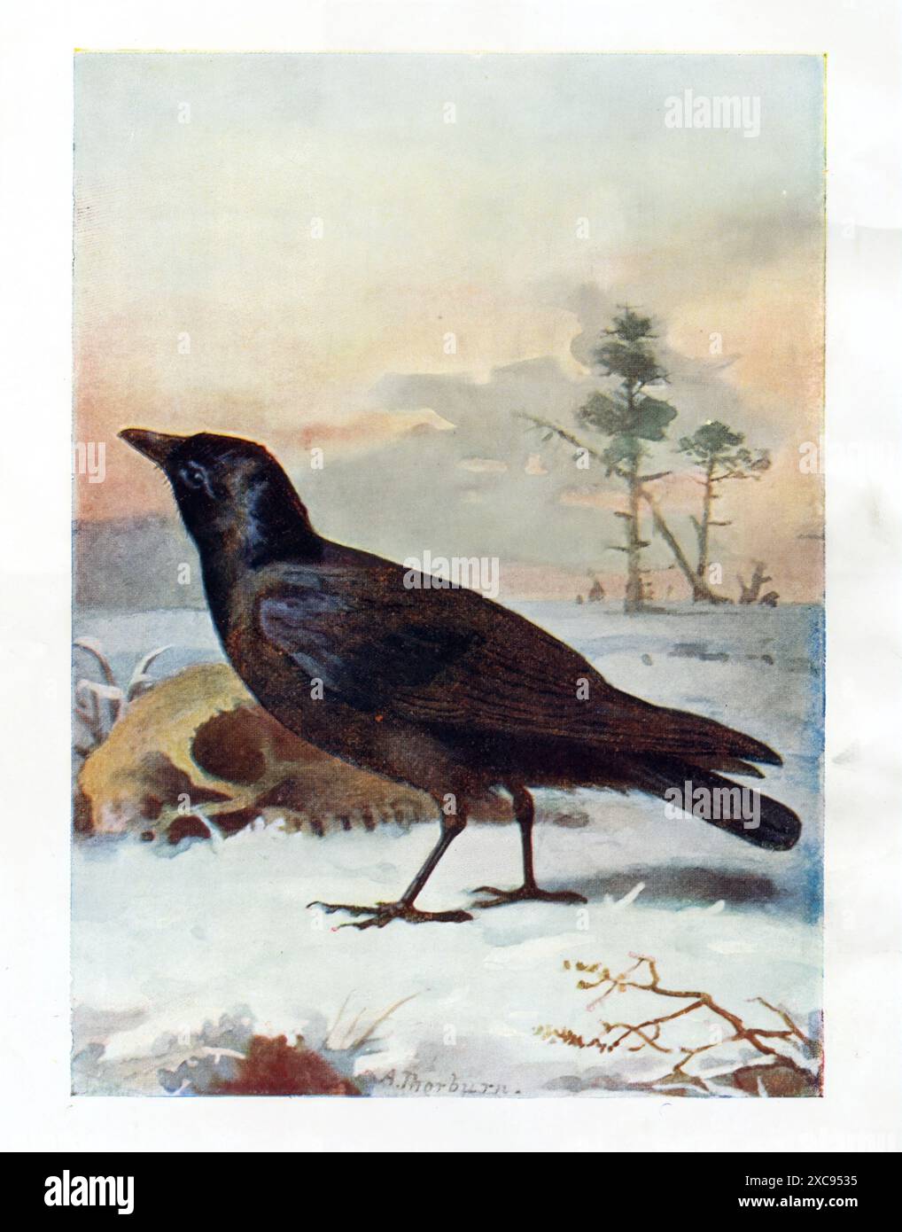 Carion hi-res stock photography and images - Alamy