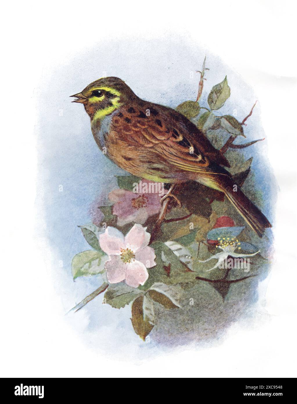 Girl Bunting bird 19th century colour illustration Stock Photo - Alamy