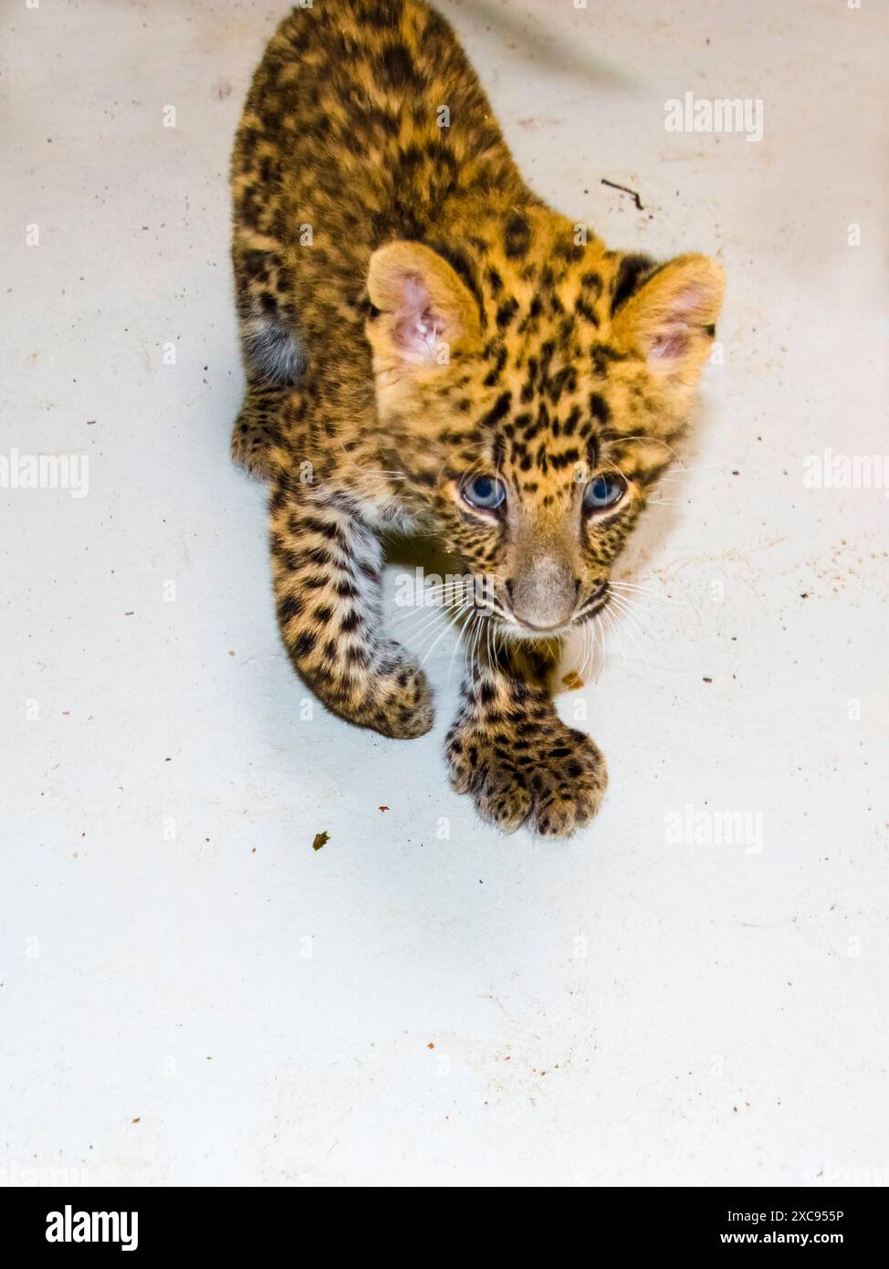 North Chinese leopard cub, its scientific name is Panthera pardus ...