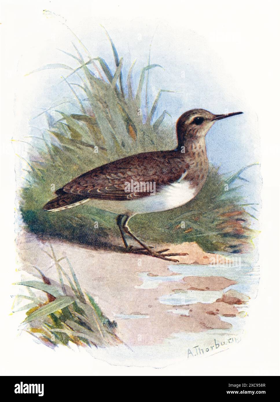 Common Sandpiper Bird 19th century colour illustration Stock Photo - Alamy