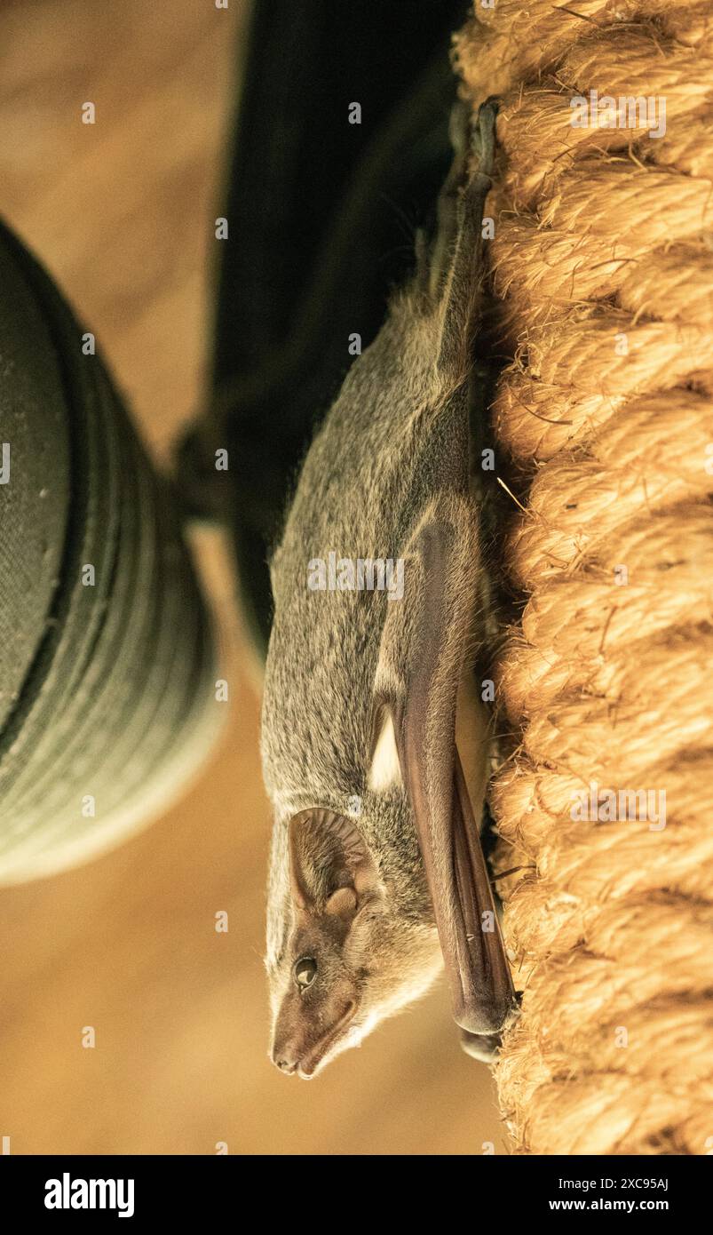 Widely distributed in tropical Africa and some Indian Ocean Islands ...