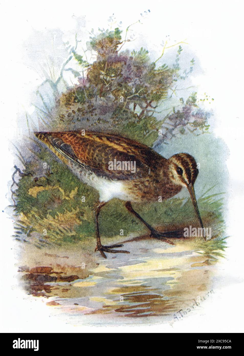 Common Snipe bird 19th century colour illustration Stock Photo - Alamy