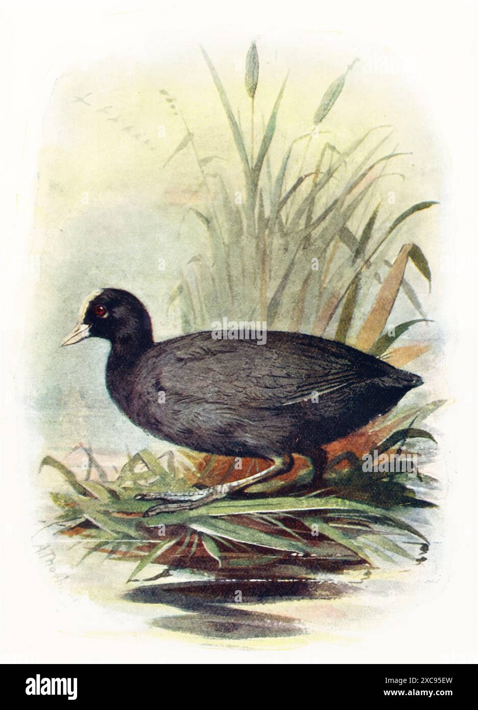 Coot Bird 19th century colour illustration Stock Photo - Alamy