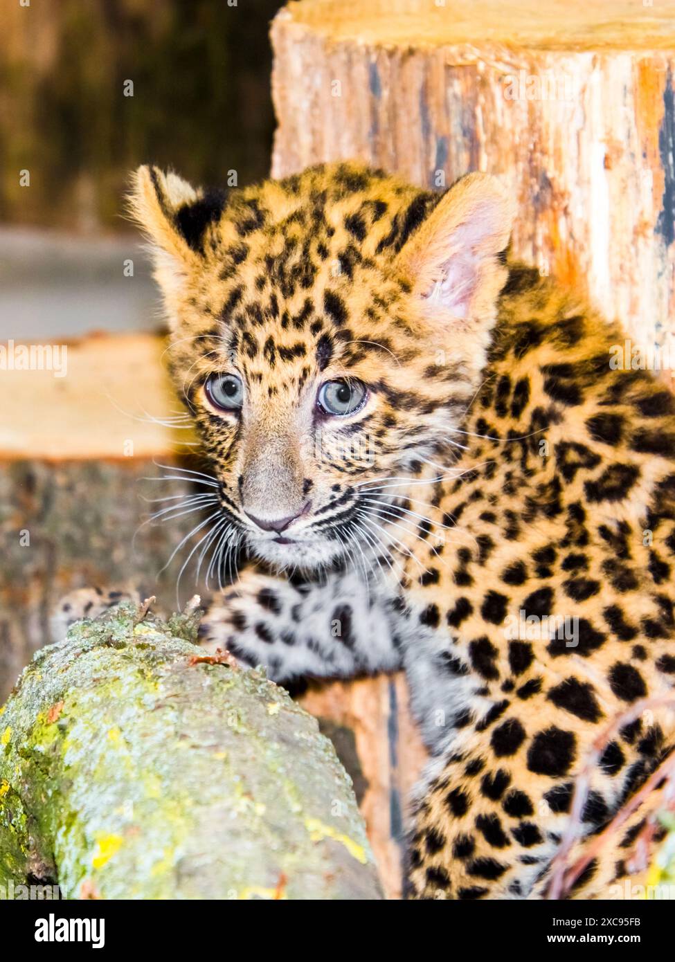 North Chinese leopard cub, its scientific name is Panthera pardus ...