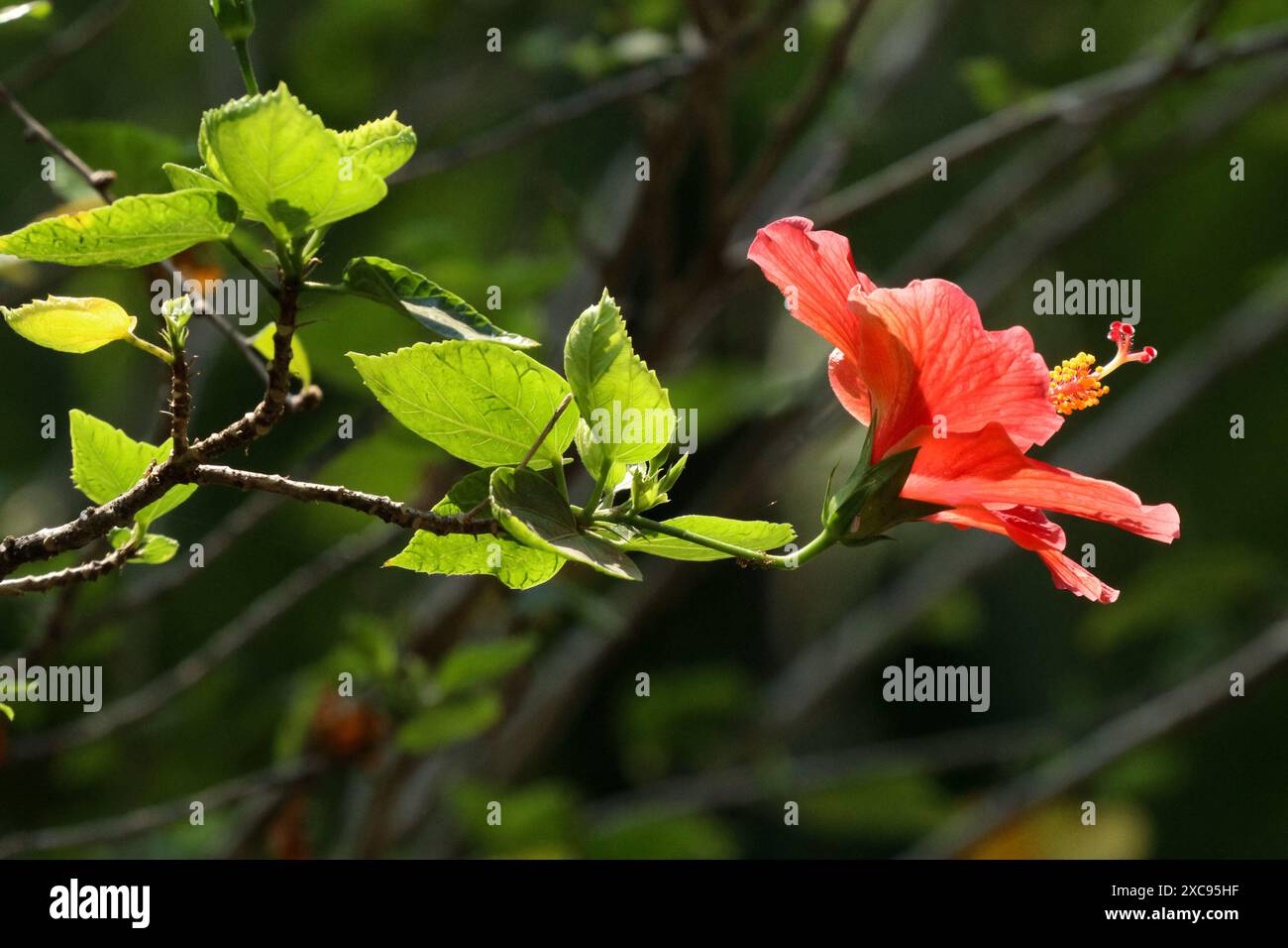 Close up Pollen of red Hibiscus rosa-sinensis or Cooperi with green ...