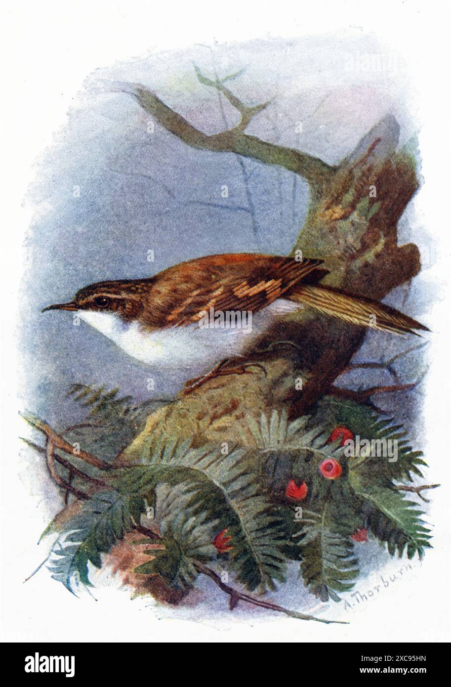 Creeper Bird 19th century colour illustration Stock Photo - Alamy