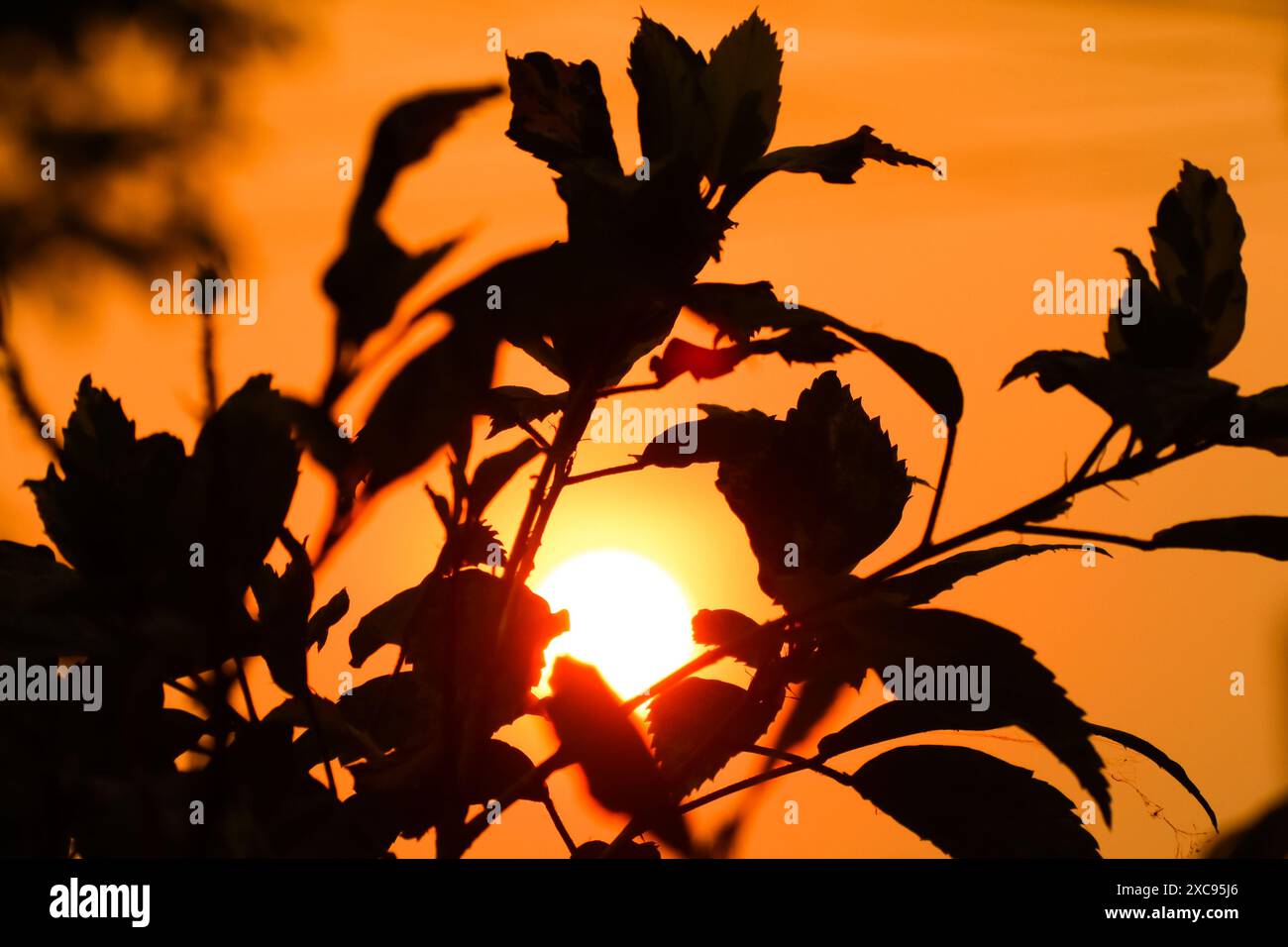 Sun and Shadow of red Hibiscus rosa-sinensis Stock Photo - Alamy
