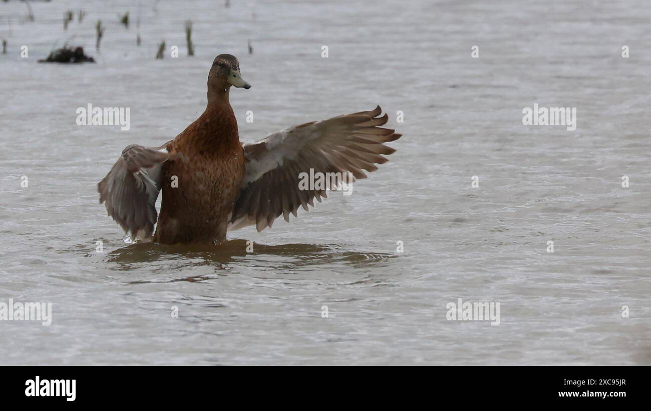 Purfleet, UK. 15th June 2024. Female Mallard in water at RSPB Rainham ...