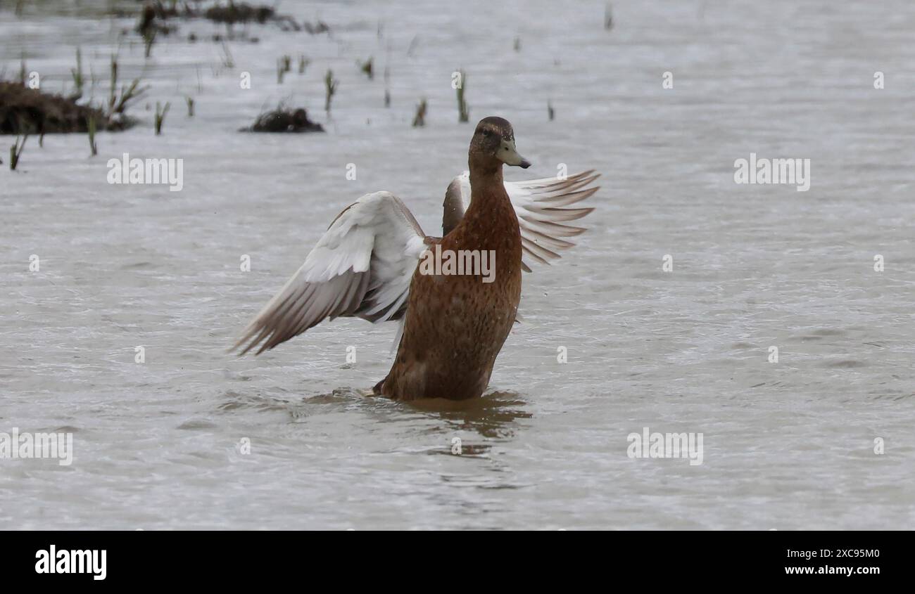 Purfleet, UK. 15th June 2024. Female Mallard in water at RSPB Rainham ...
