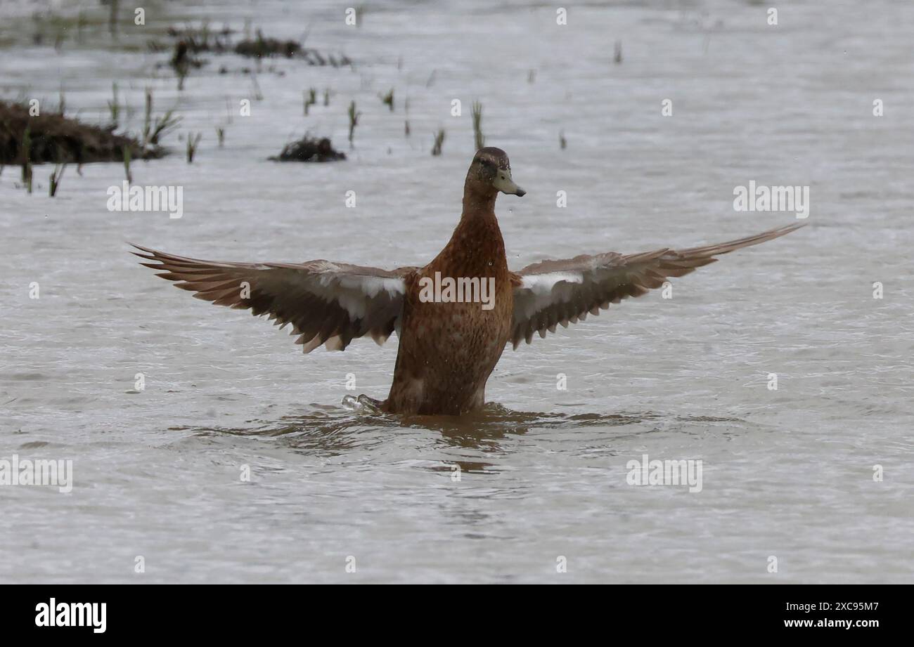 Purfleet, UK. 15th June 2024. Female Mallard in water at RSPB Rainham ...