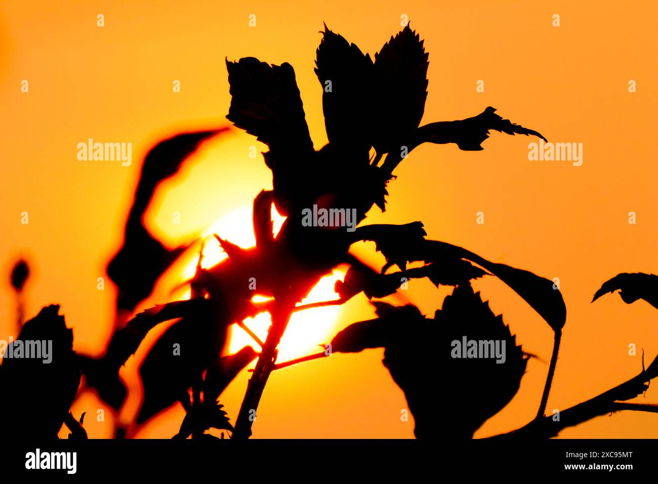 Sun and Shadow of red Hibiscus rosa-sinensis Stock Photo - Alamy