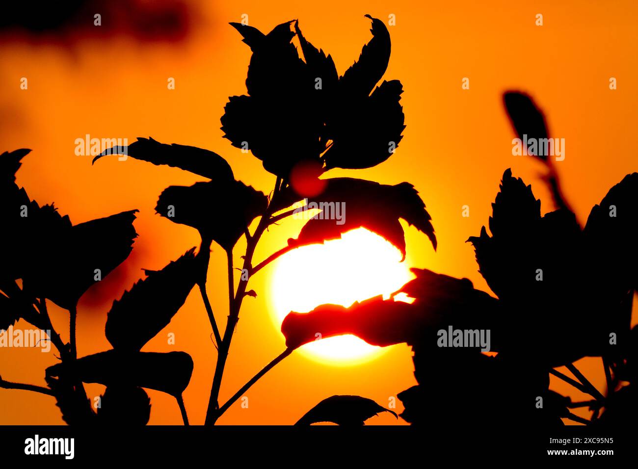 Sun and Shadow of red Hibiscus rosa-sinensis Stock Photo - Alamy