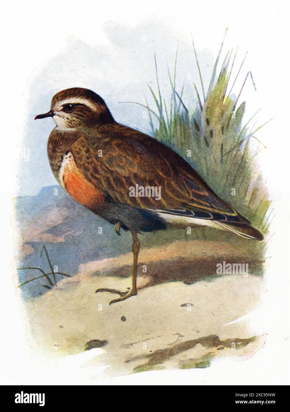 Dotterel bird 19th century colour illustration Stock Photo - Alamy