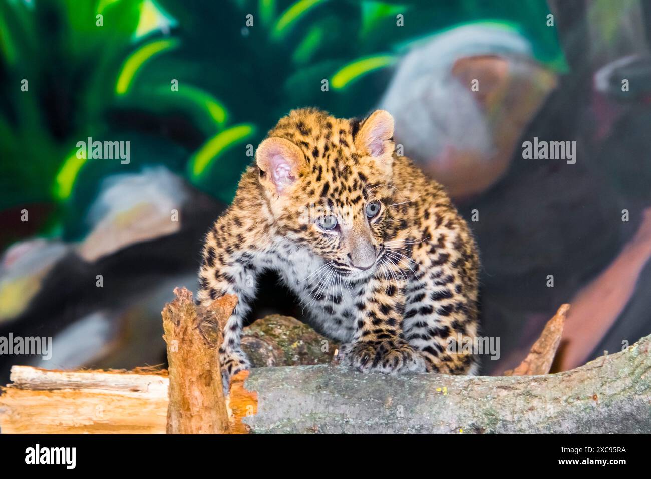 North Chinese leopard cub, its scientific name is Panthera pardus ...
