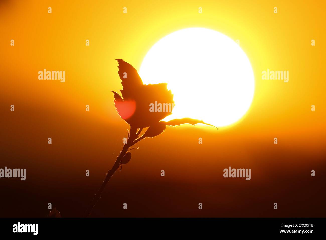 Sun and Shadow of red Hibiscus rosa-sinensis Stock Photo - Alamy