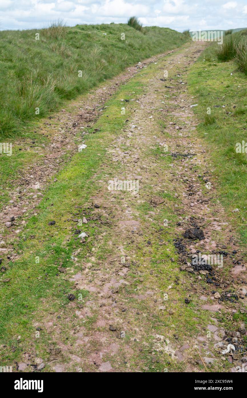 Sheep dung covering Sarn Helen Roman road, Senni valley, Brecon Beacons ...
