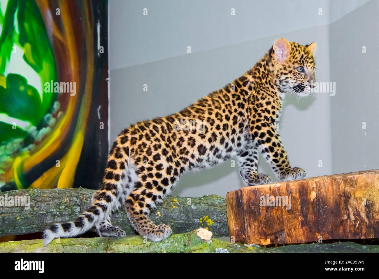 North Chinese leopard cub, its scientific name is Panthera pardus ...
