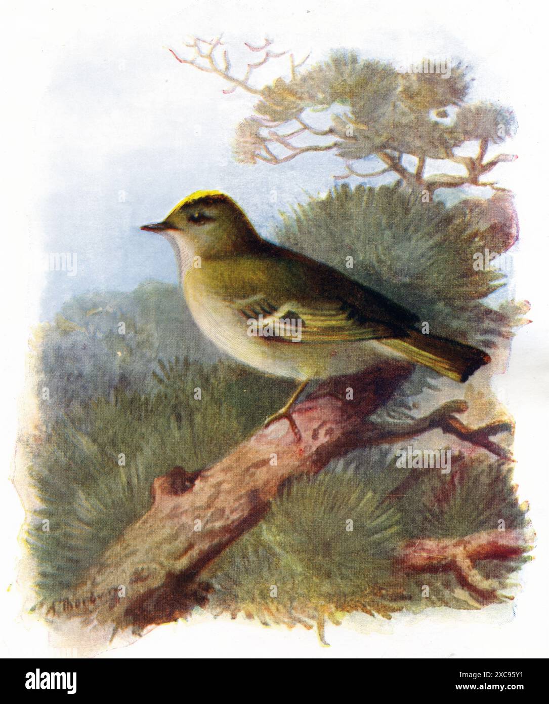 Golden Crested Wren bird 19th century colour illustration Stock Photo ...