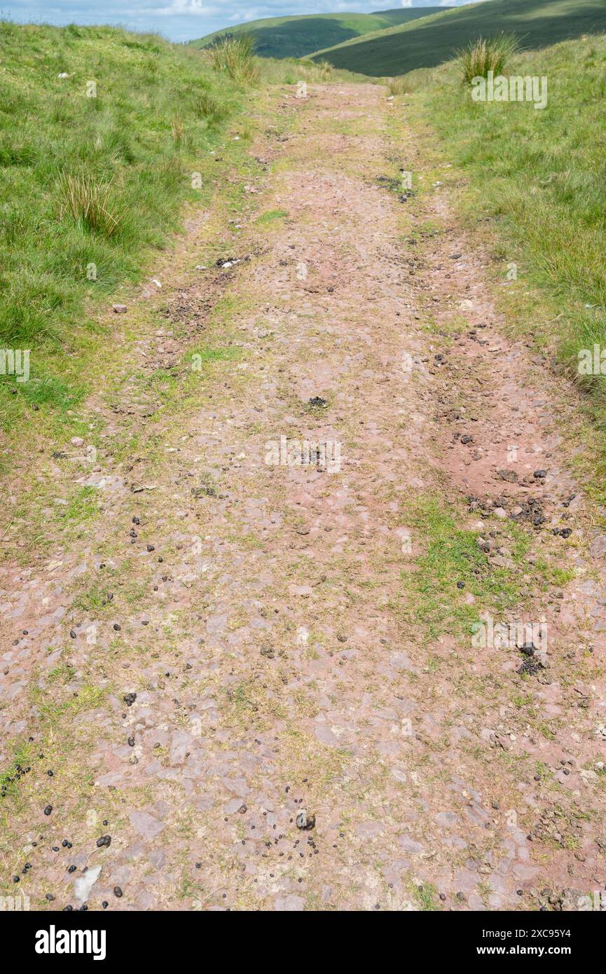 Sheep dung covering Sarn Helen Roman road, Senni valley, Brecon Beacons ...