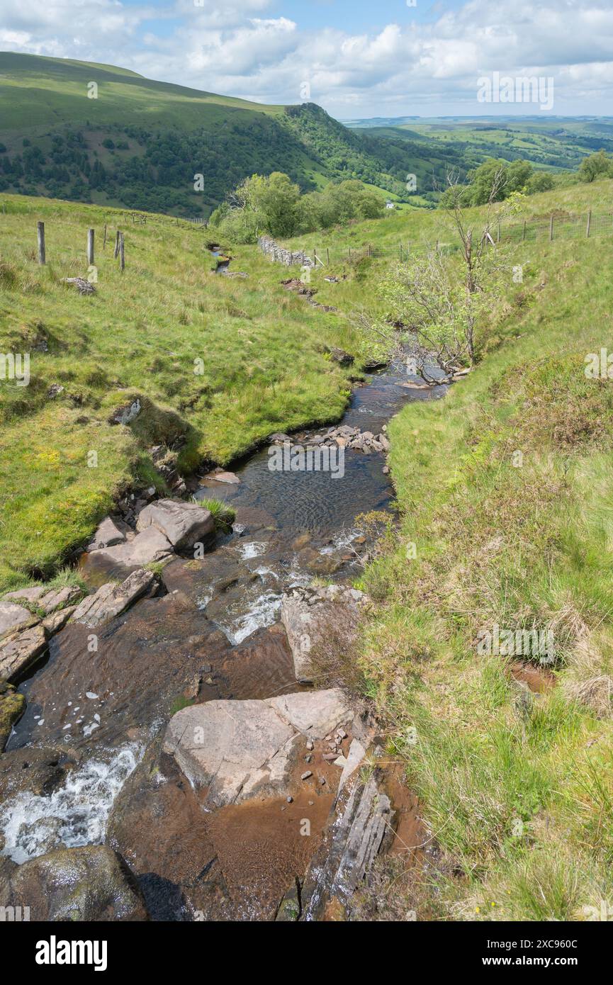 Mountain stream and diseased rowan tree, Senni Valley, Powys, Wales, UK ...