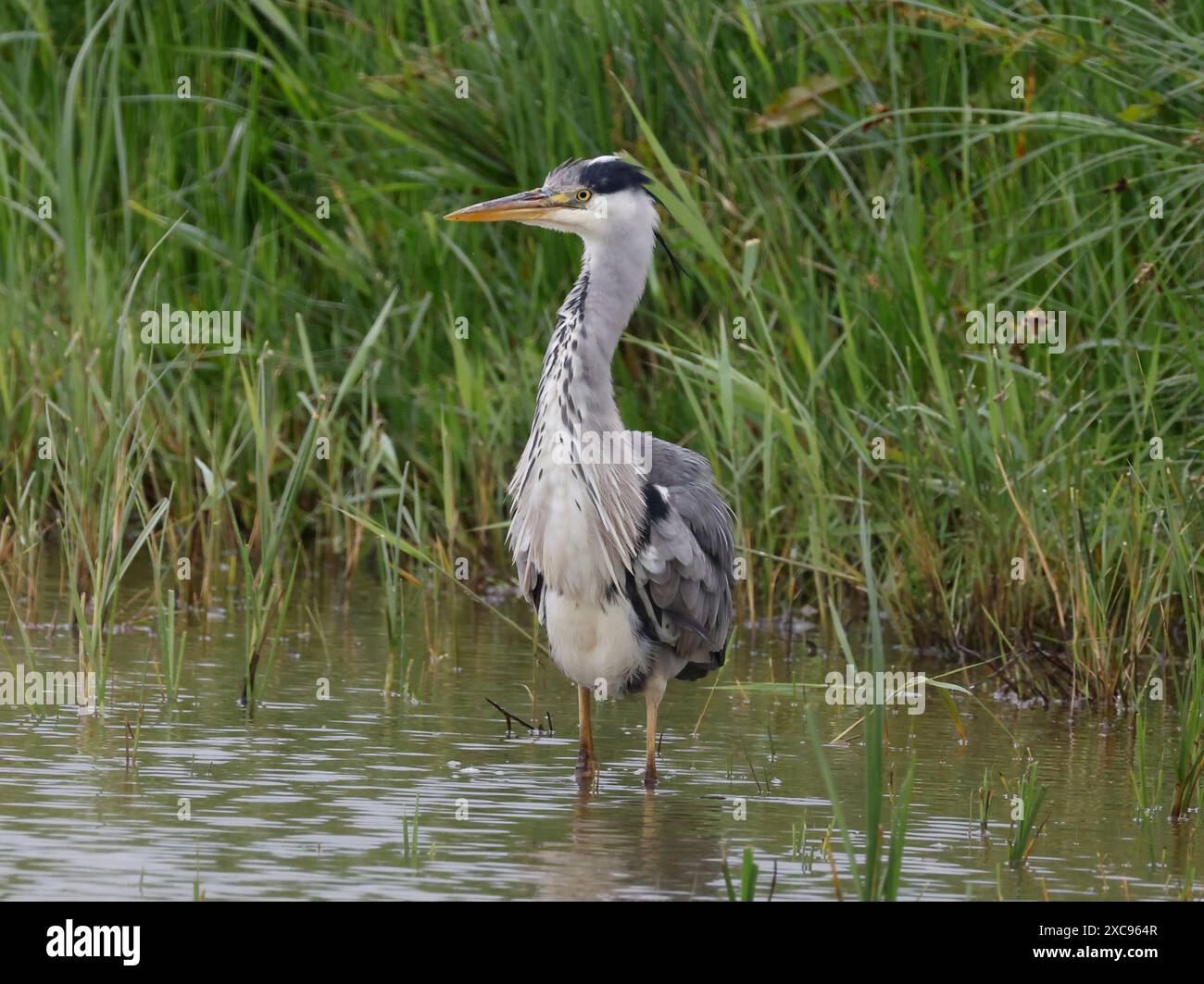 Purfleet United Kingdom June 11 Grey Heron In Waterat Rspb Rainham Marshes Nature Reserve
