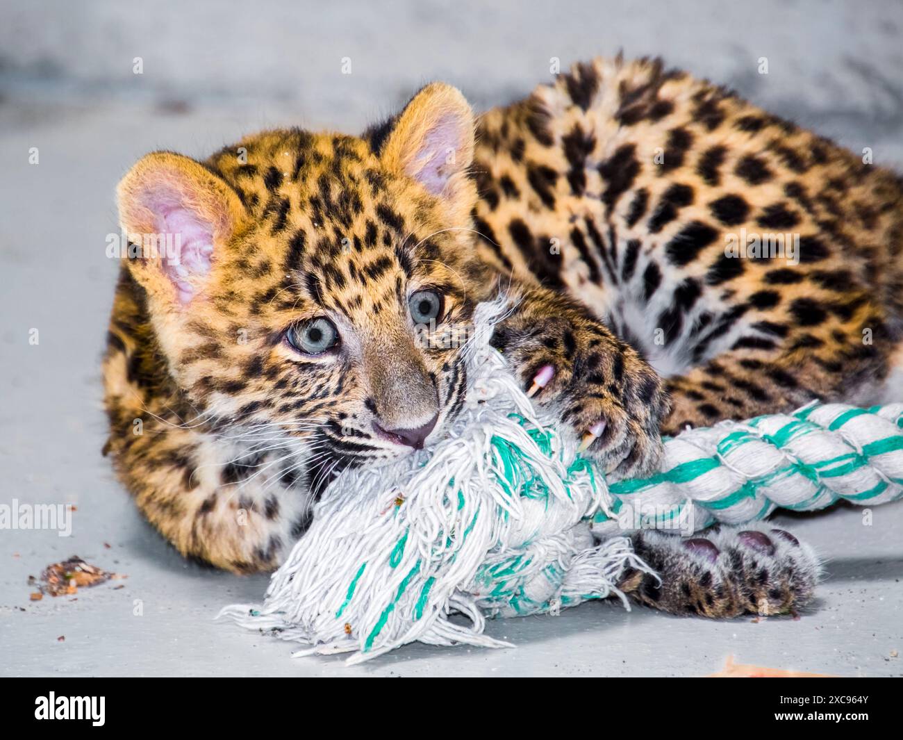 North Chinese leopard cub, its scientific name is Panthera pardus ...