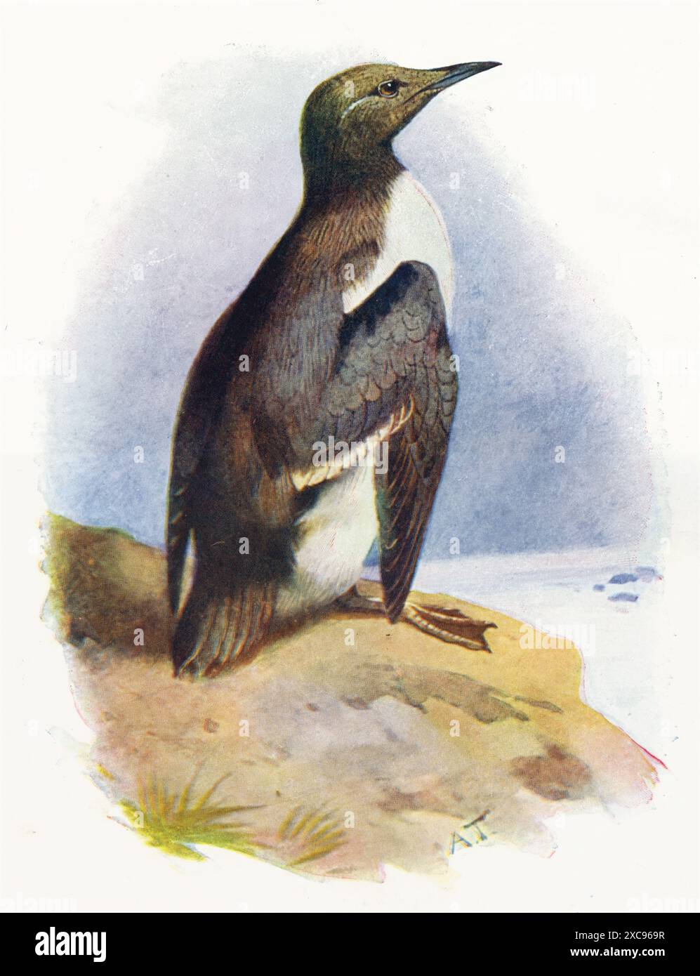 Guillemot Bird 19th century colour illustration Stock Photo - Alamy