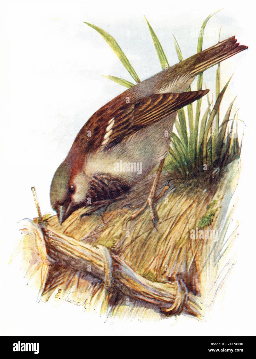 House Sparrow Bird 19th century colour illustration Stock Photo - Alamy