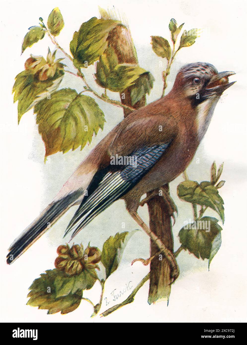 Jay Bird 19th century colour illustration Stock Photo - Alamy