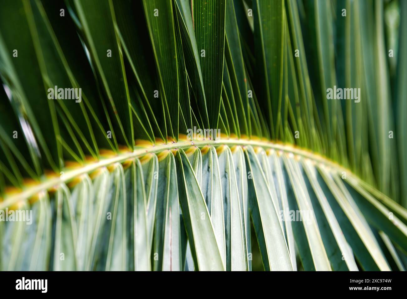 Close up texture of the lush green palm tree branch and leaves ...