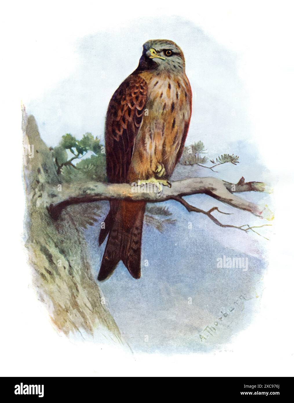 Kite bird 19th century colour illustration Stock Photo - Alamy