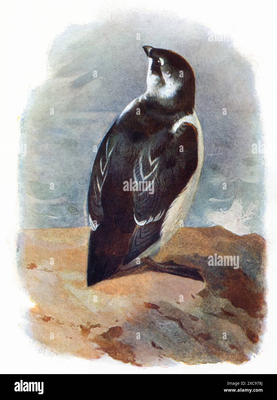 Little Auk Bird 19th century colour illustration Stock Photo - Alamy