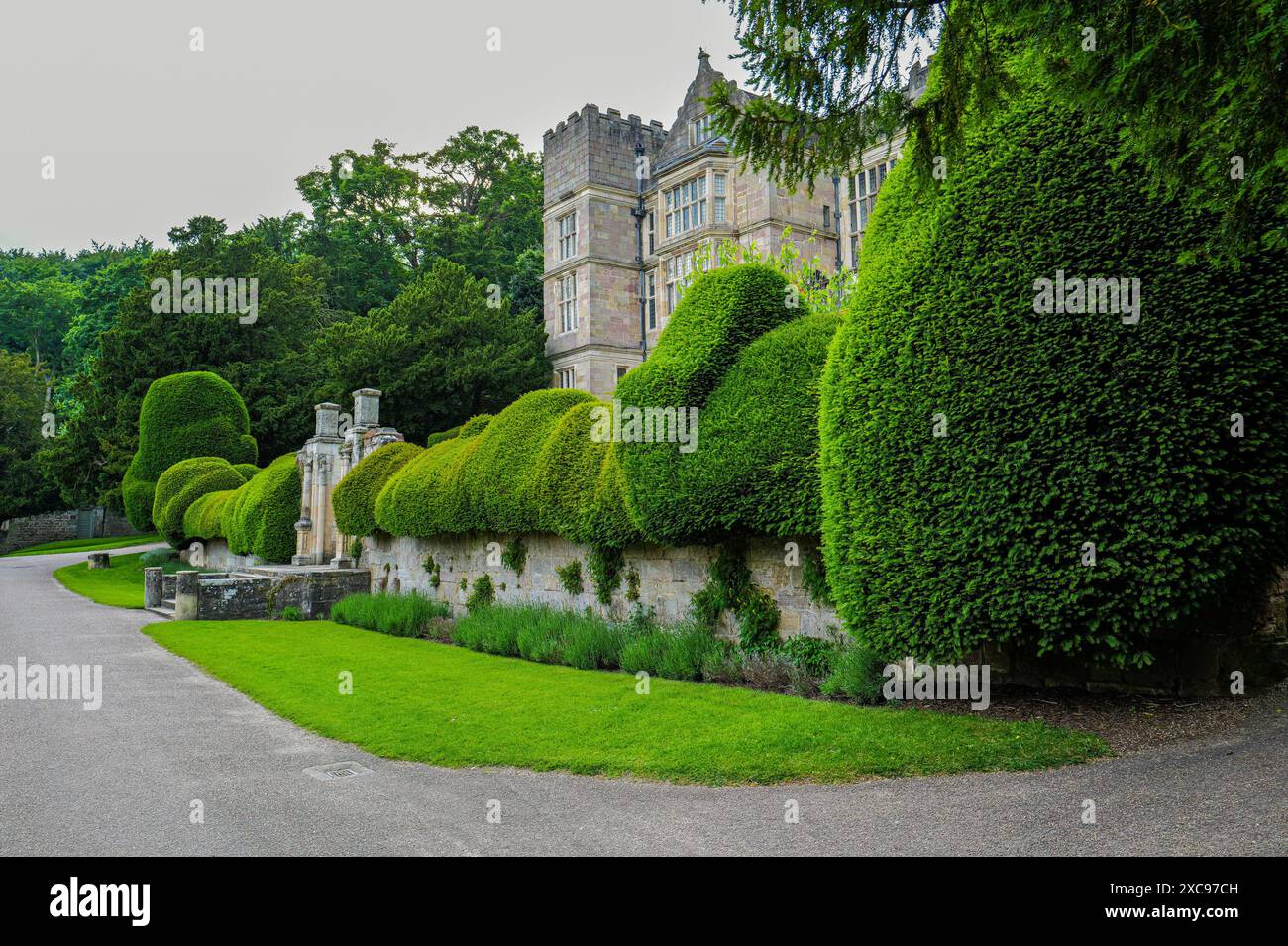 The yew hedge (taxes baccata) at Fountains Hall, Ripon, North Yorkshire ...